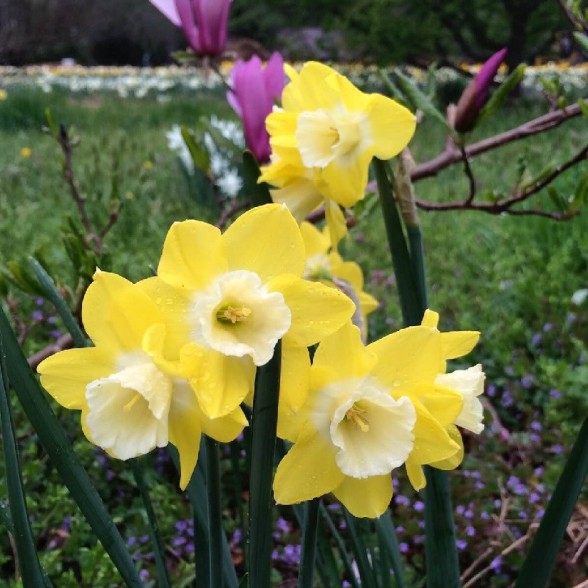 Narcises | Plants4you