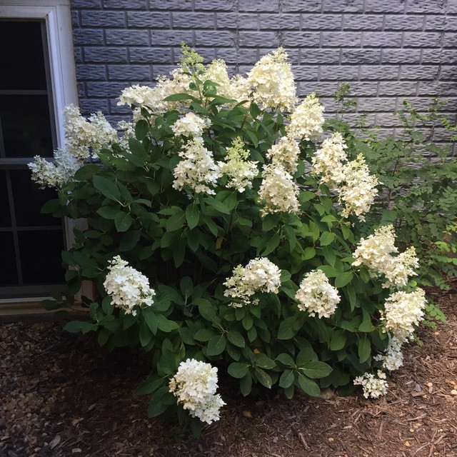 Hydrangea paniculata Baby Lace