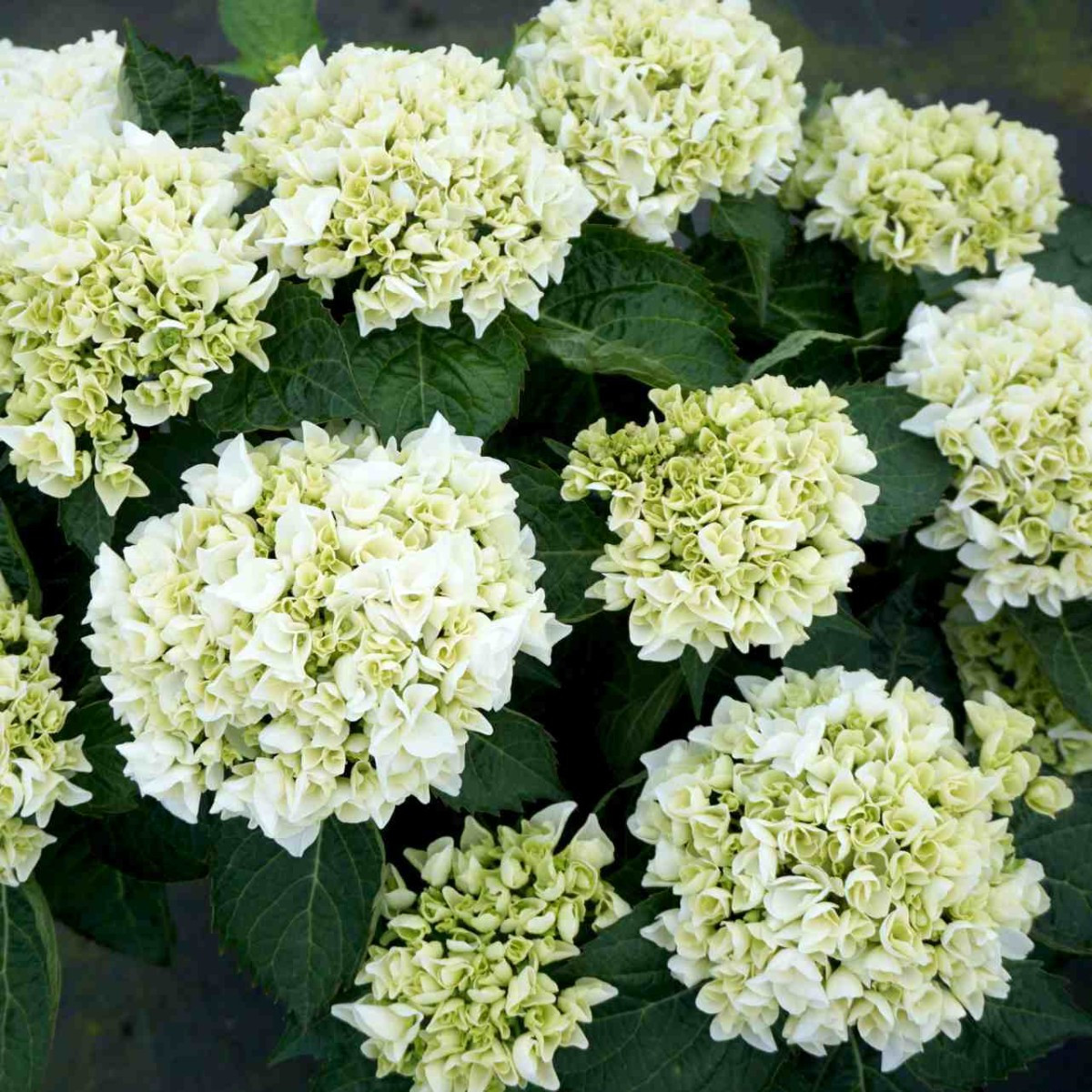 home hortenzijas platlapu hortenzijas hortenzija hydrangea macrophylla ...