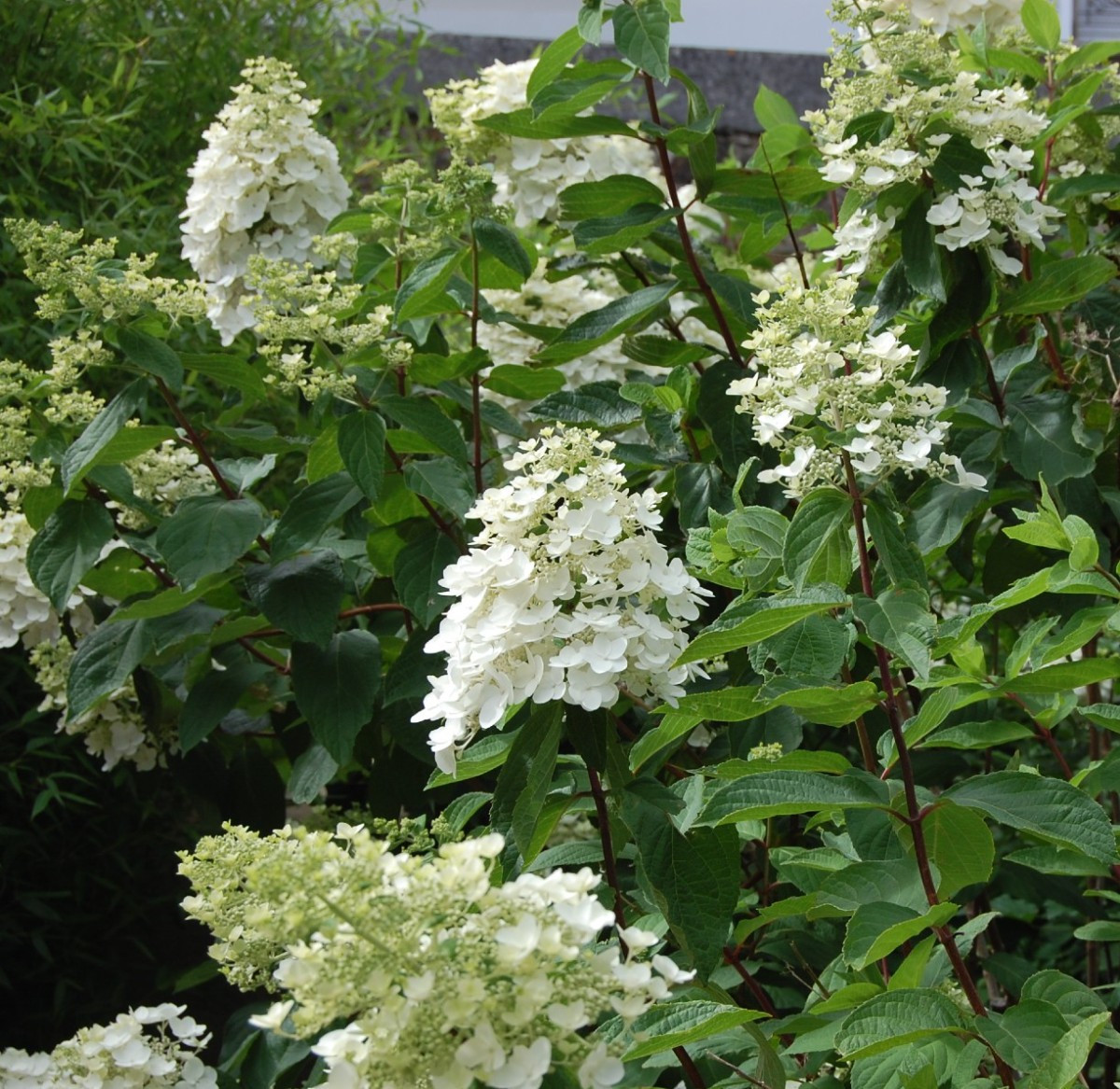 Hydrangea paniculata Kyushu
